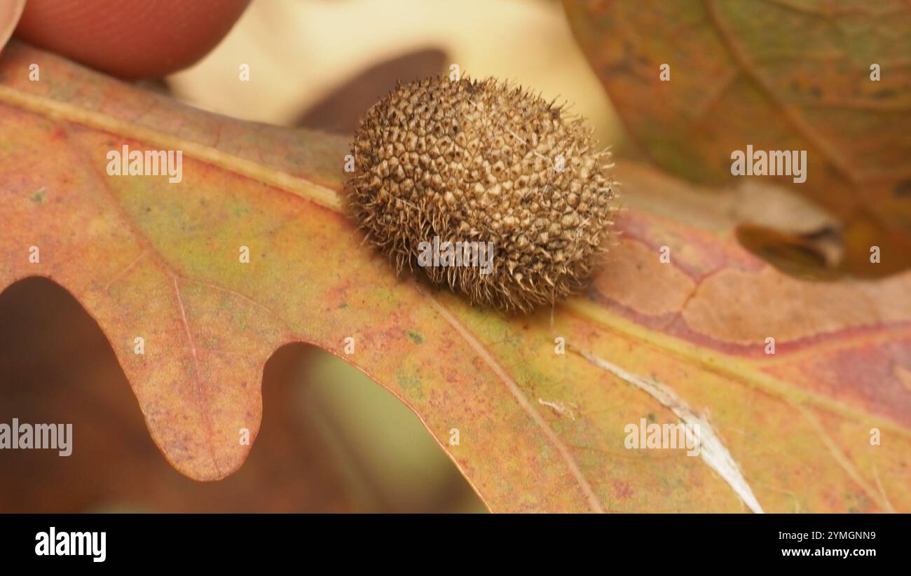 Hedgehog Gall Wasp (Acraspis erinacei Stock Photo - Alamy