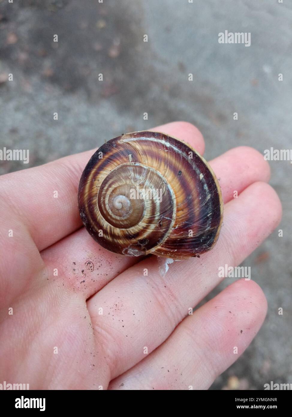 Turkish snail hi-res stock photography and images - Alamy