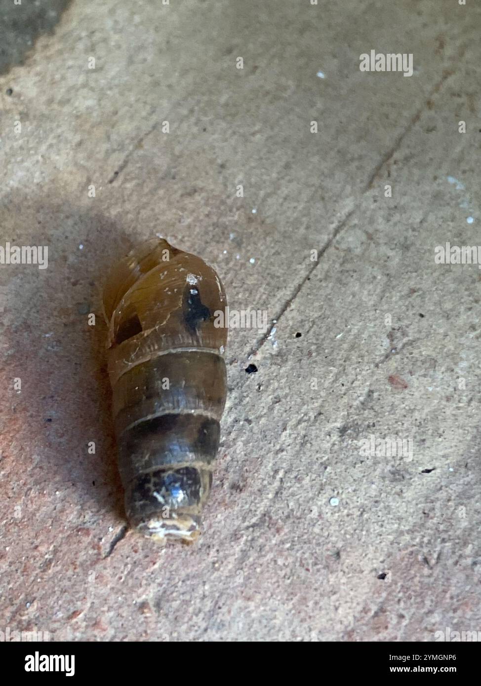 Decollate Snail (Rumina decollata Stock Photo - Alamy