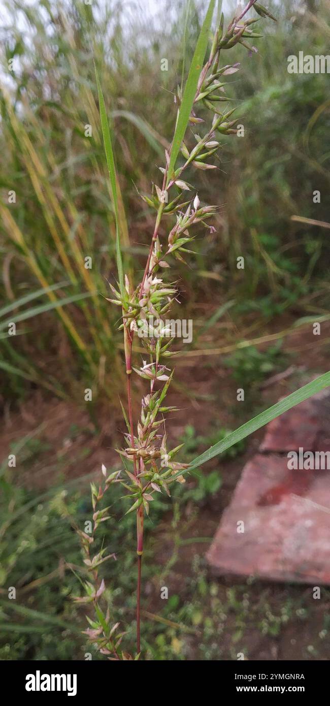 Glutene-rice Grass (Apluda mutica Stock Photo - Alamy