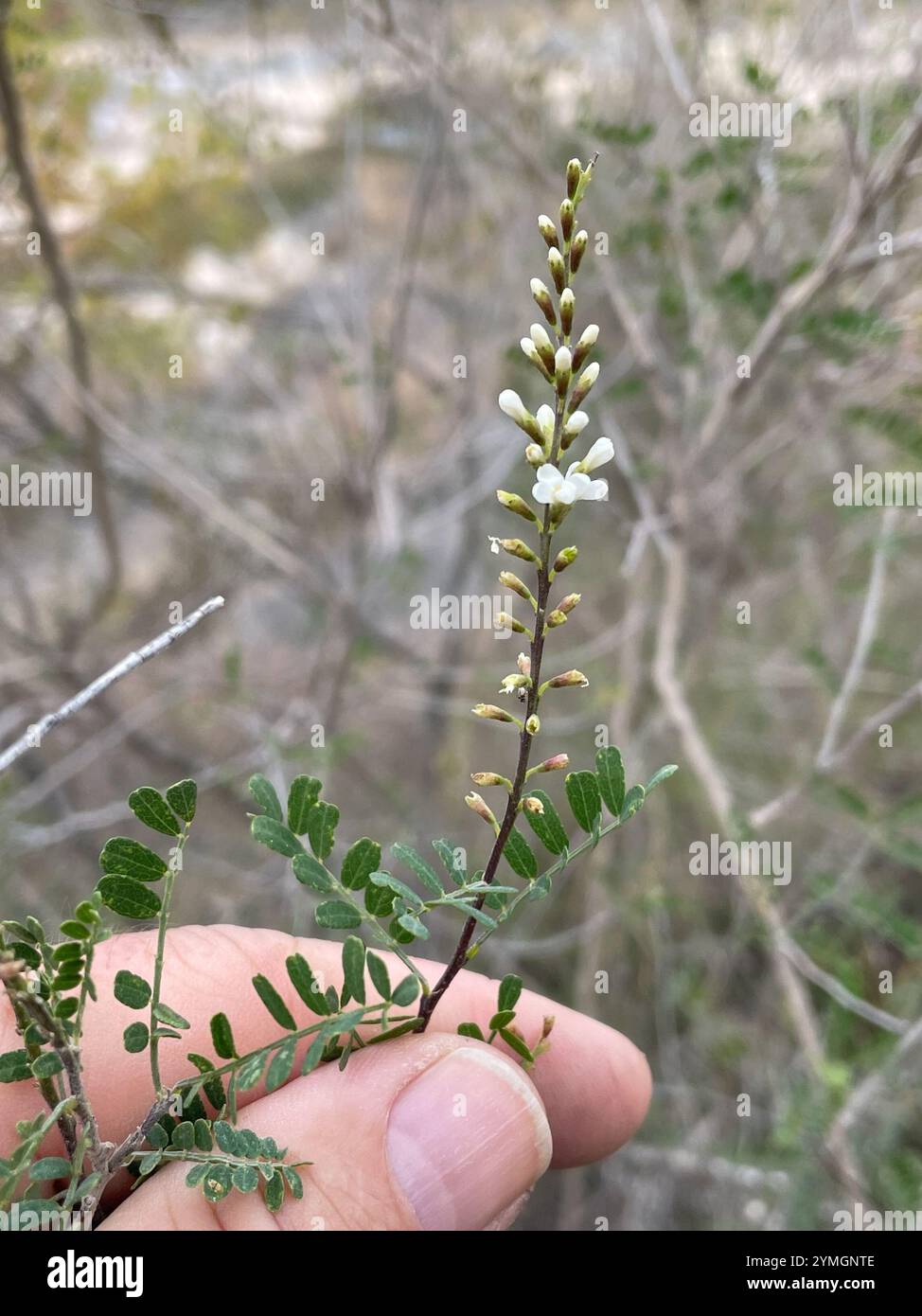 Texas Kidneywood (Eysenhardtia texana Stock Photo - Alamy