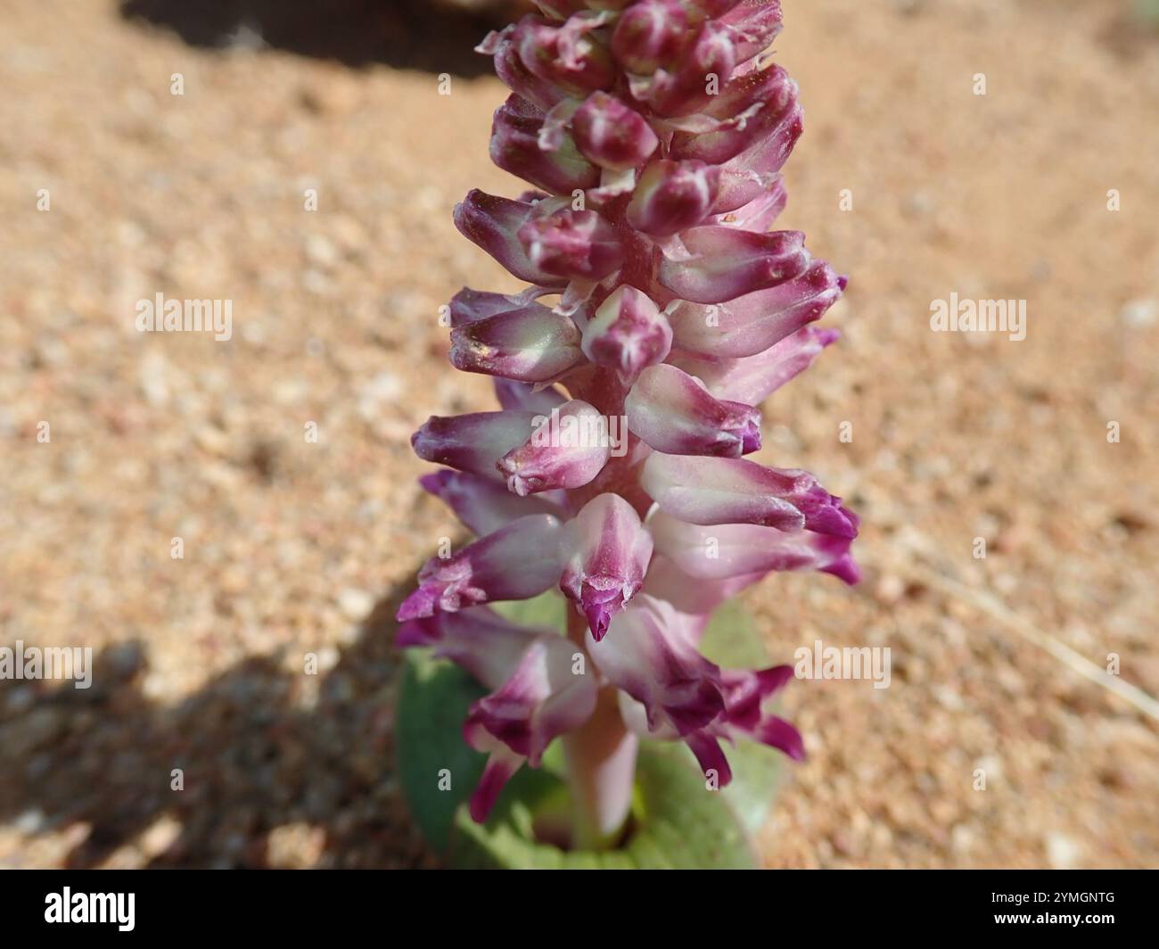 Flesh Viooltjie (Lachenalia carnosa Stock Photo - Alamy