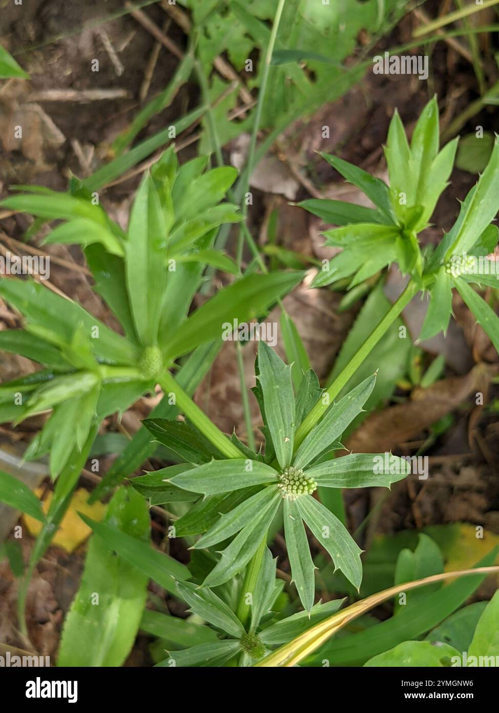 Mexican Culantro (Eryngium foetidum Stock Photo - Alamy