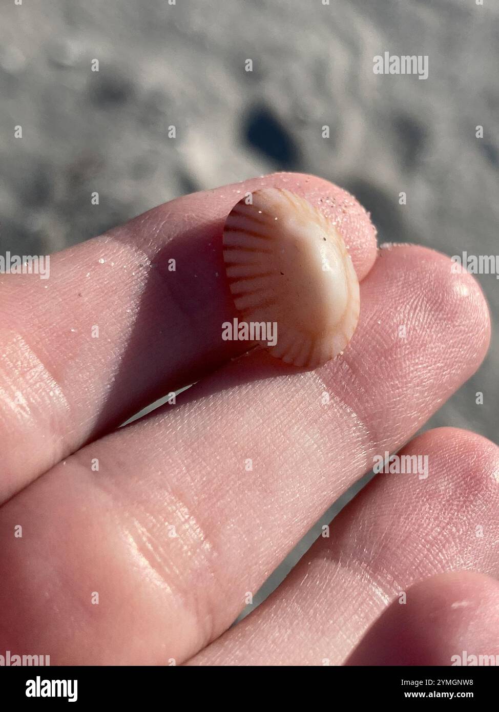 False limpet hi-res stock photography and images - Alamy
