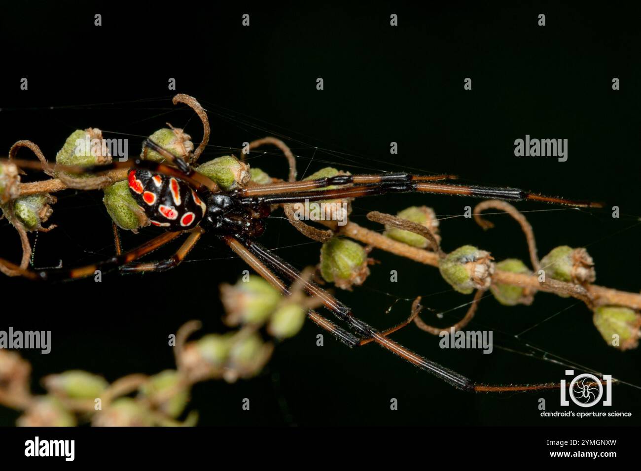 Southern Black Widow (Latrodectus mactans Stock Photo - Alamy