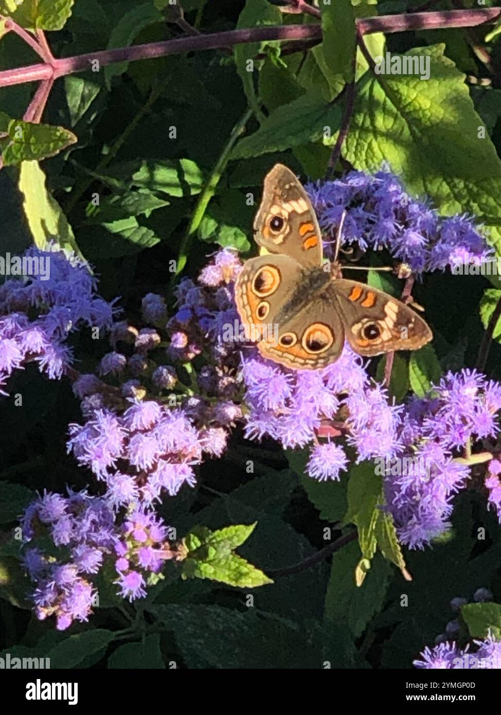 Common Buckeye (Junonia coenia Stock Photo - Alamy