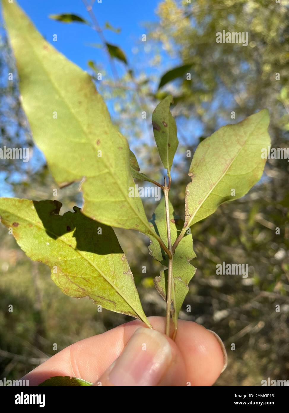 eastern swamp privet (Forestiera acuminata Stock Photo - Alamy