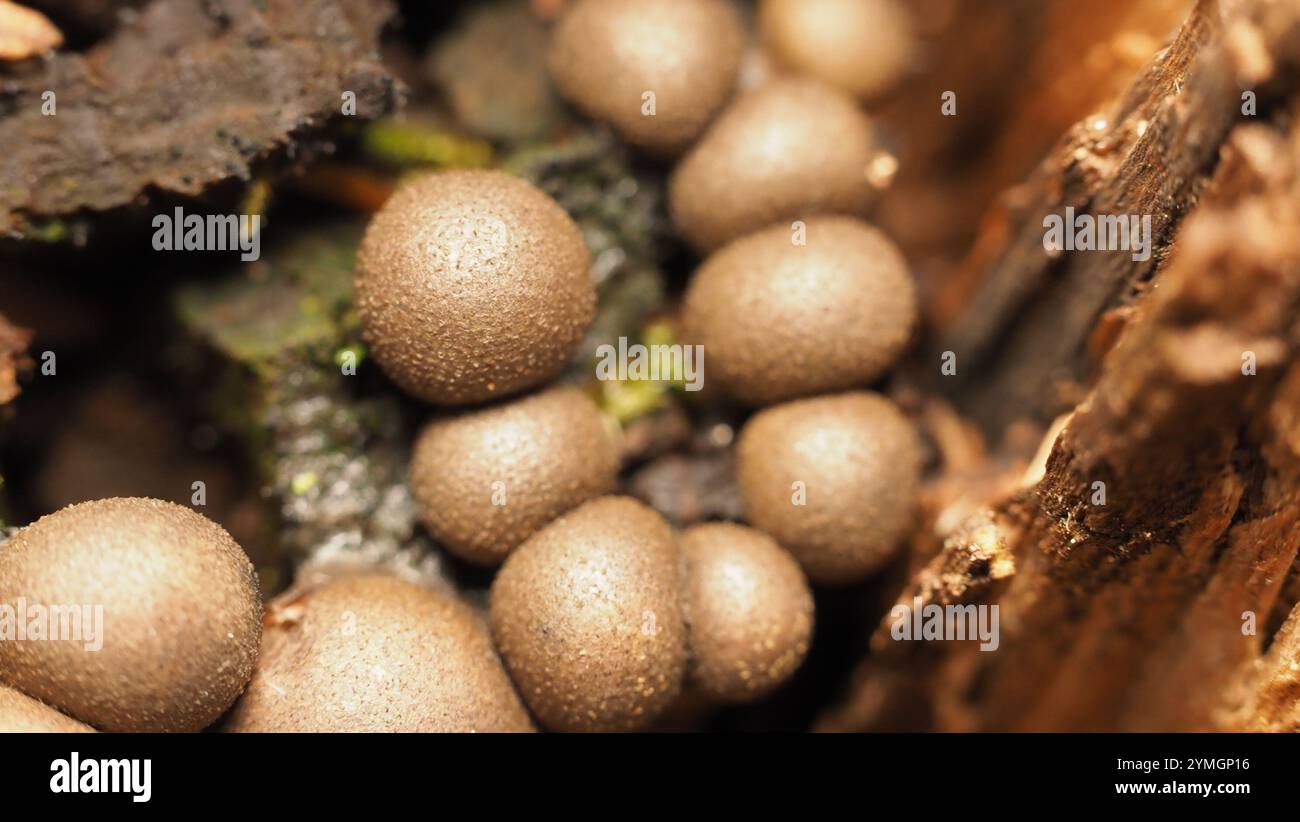 Wolf's Milk (Lycogala epidendrum Stock Photo - Alamy