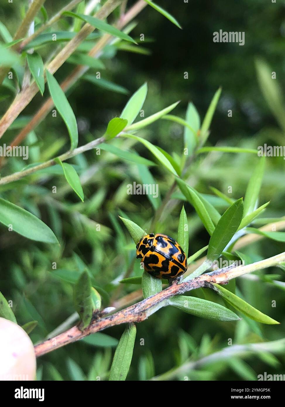 Tasmanian Ladybird (Cleobora mellyi Stock Photo - Alamy