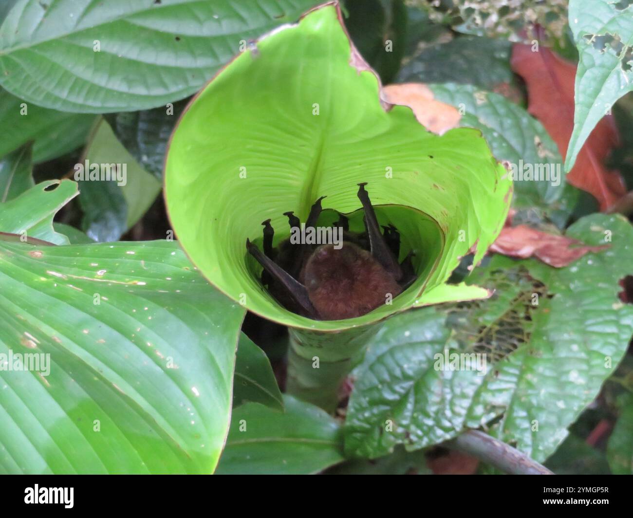 Spix's Disk-winged Bat (Thyroptera tricolor Stock Photo - Alamy