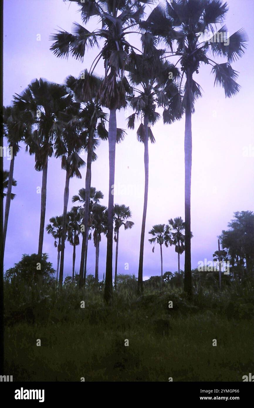 Borassus aethiopum hi-res stock photography and images - Alamy