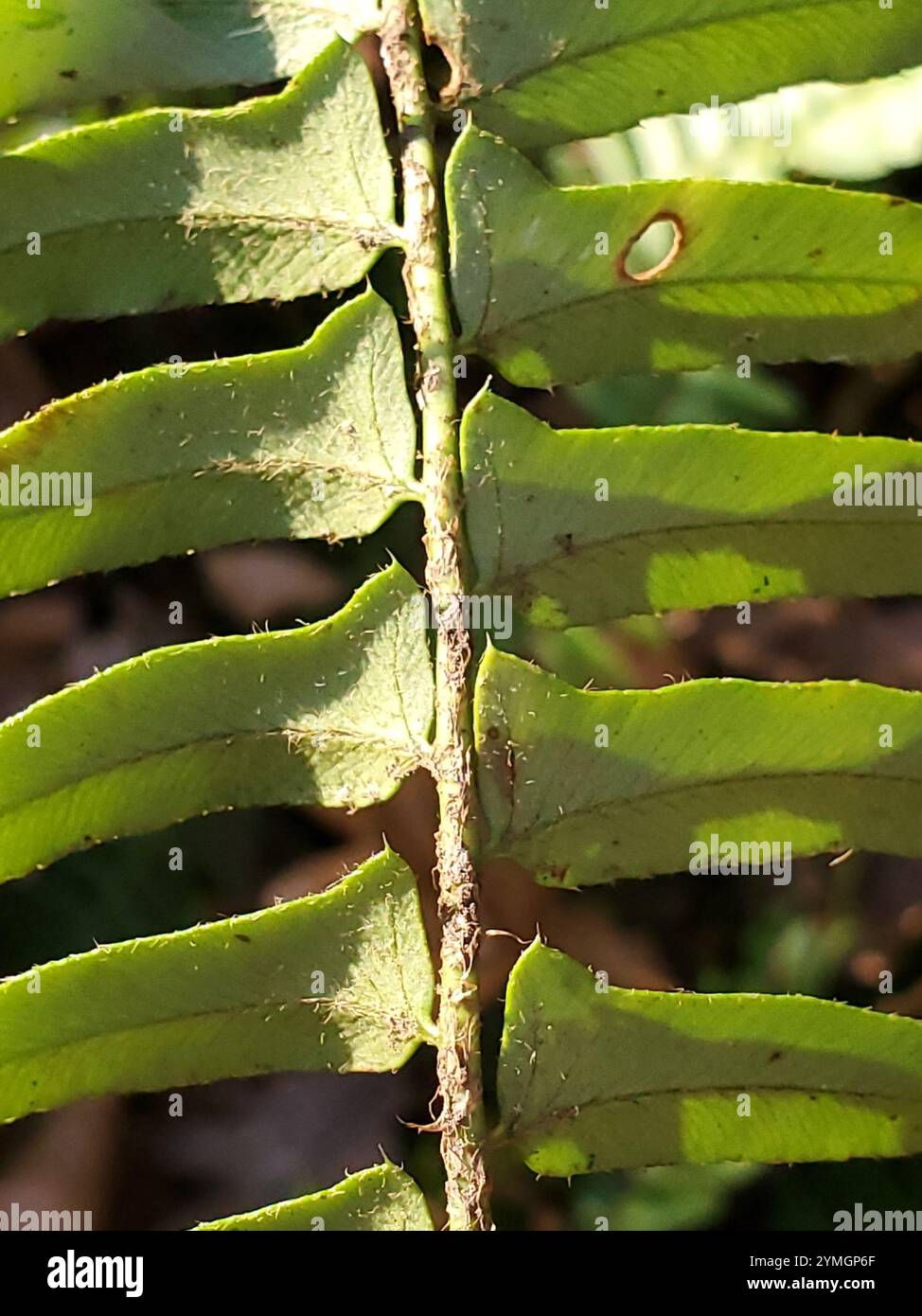Christmas fern (Polystichum acrostichoides Stock Photo - Alamy