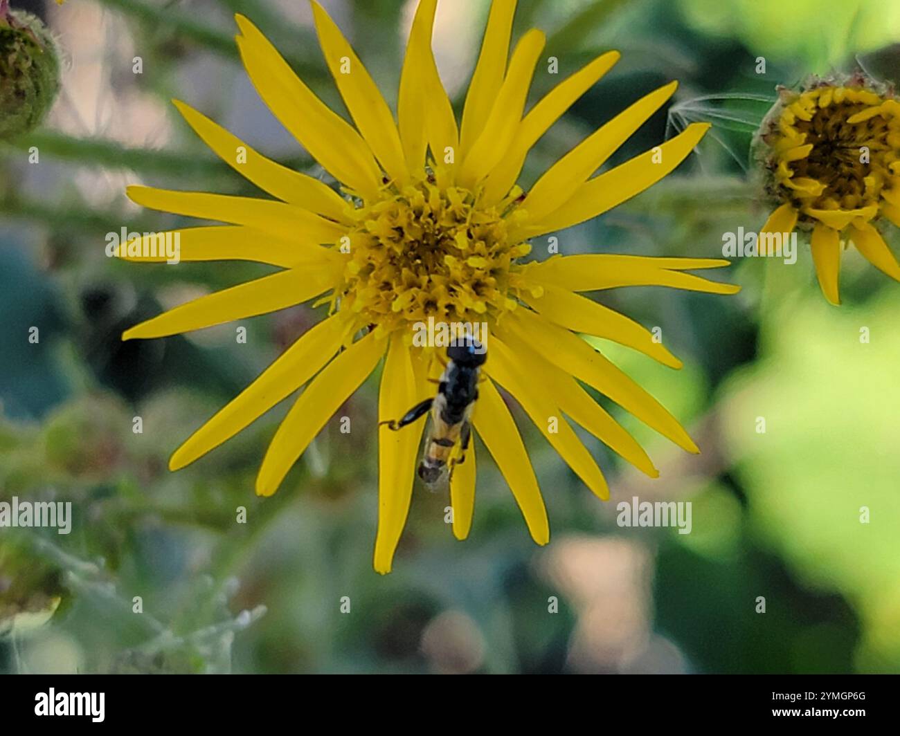 Peg-legged Compost Fly (Syritta flaviventris Stock Photo - Alamy