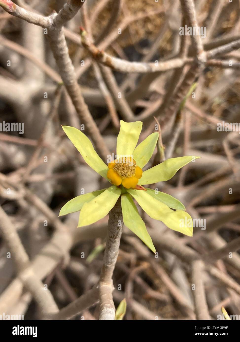 balsam spurge (Euphorbia balsamifera Stock Photo - Alamy