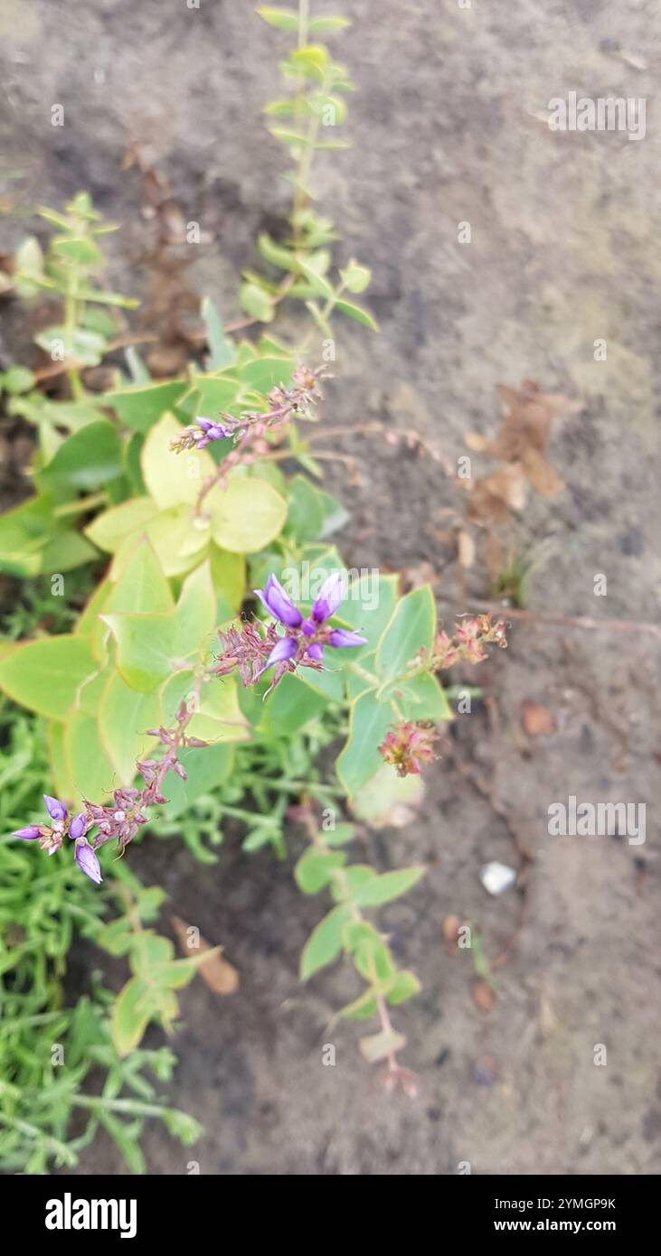 Digger's Speedwell (Veronica perfoliata Stock Photo - Alamy