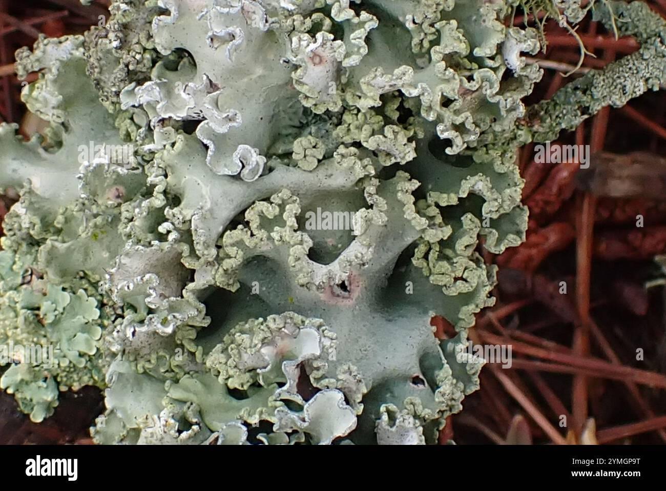 Ruffle Lichens (Parmotrema Stock Photo - Alamy