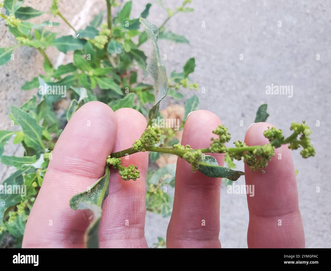 oak-leaved goosefoot (Oxybasis glauca Stock Photo - Alamy