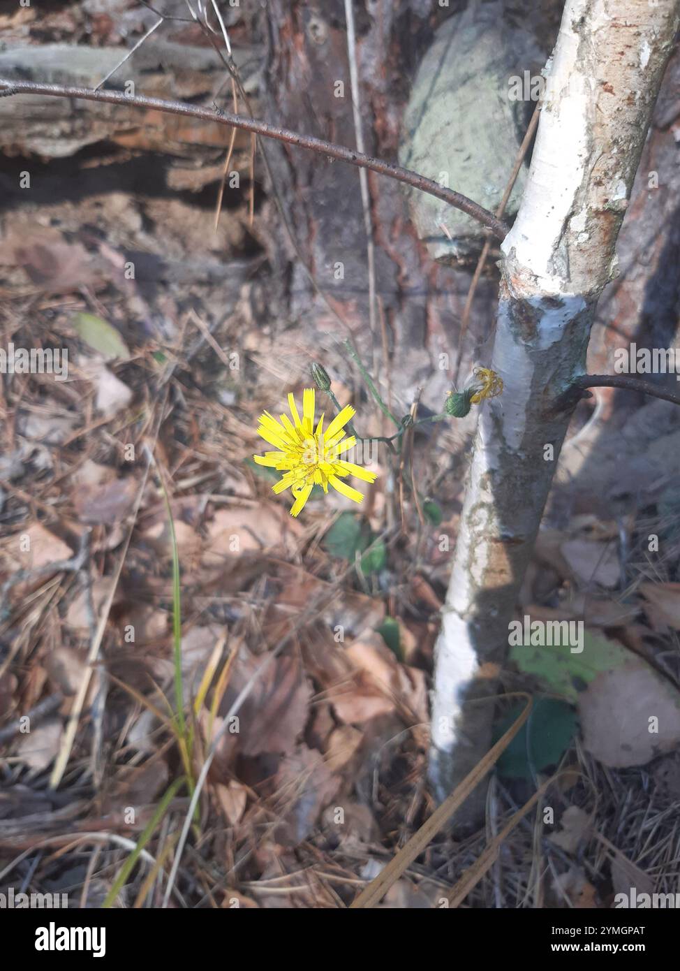 Wall hawkweed (Hieracium murorum Stock Photo - Alamy
