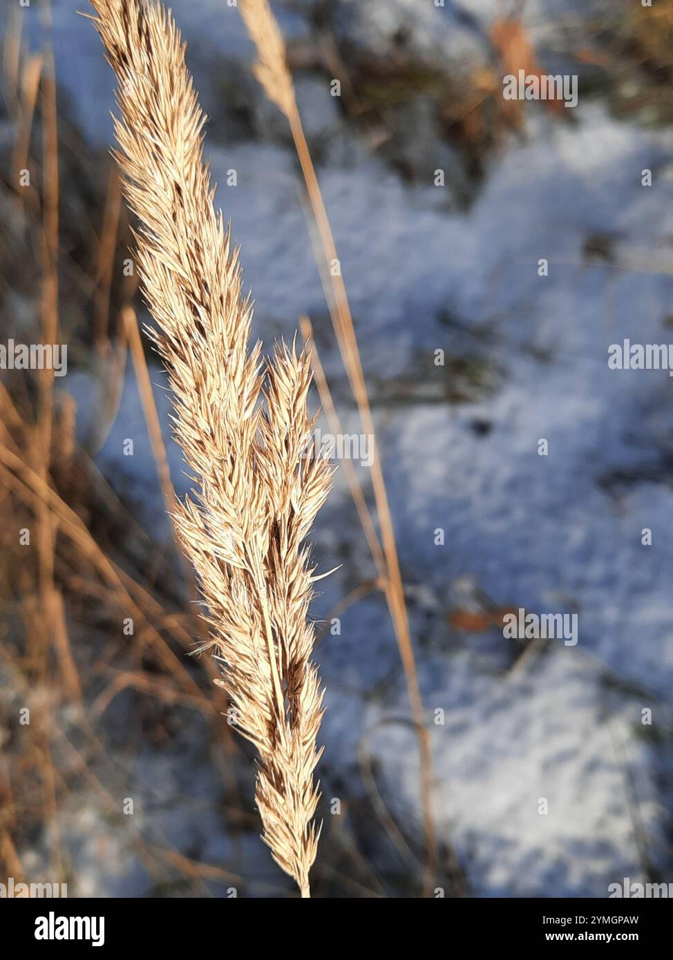 Bushgrass (Calamagrostis epigejos Stock Photo - Alamy