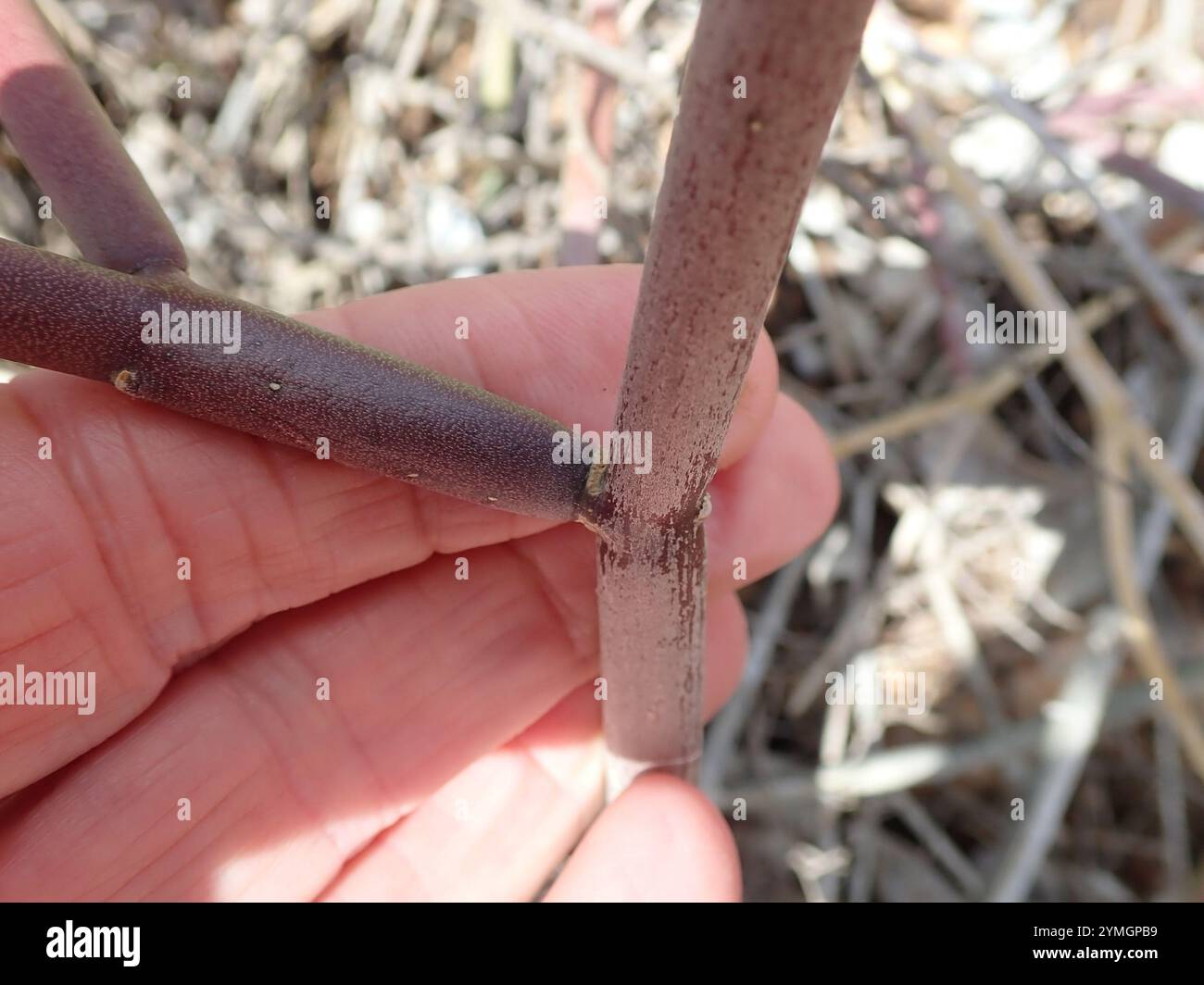 Caustic vine hi-res stock photography and images - Alamy