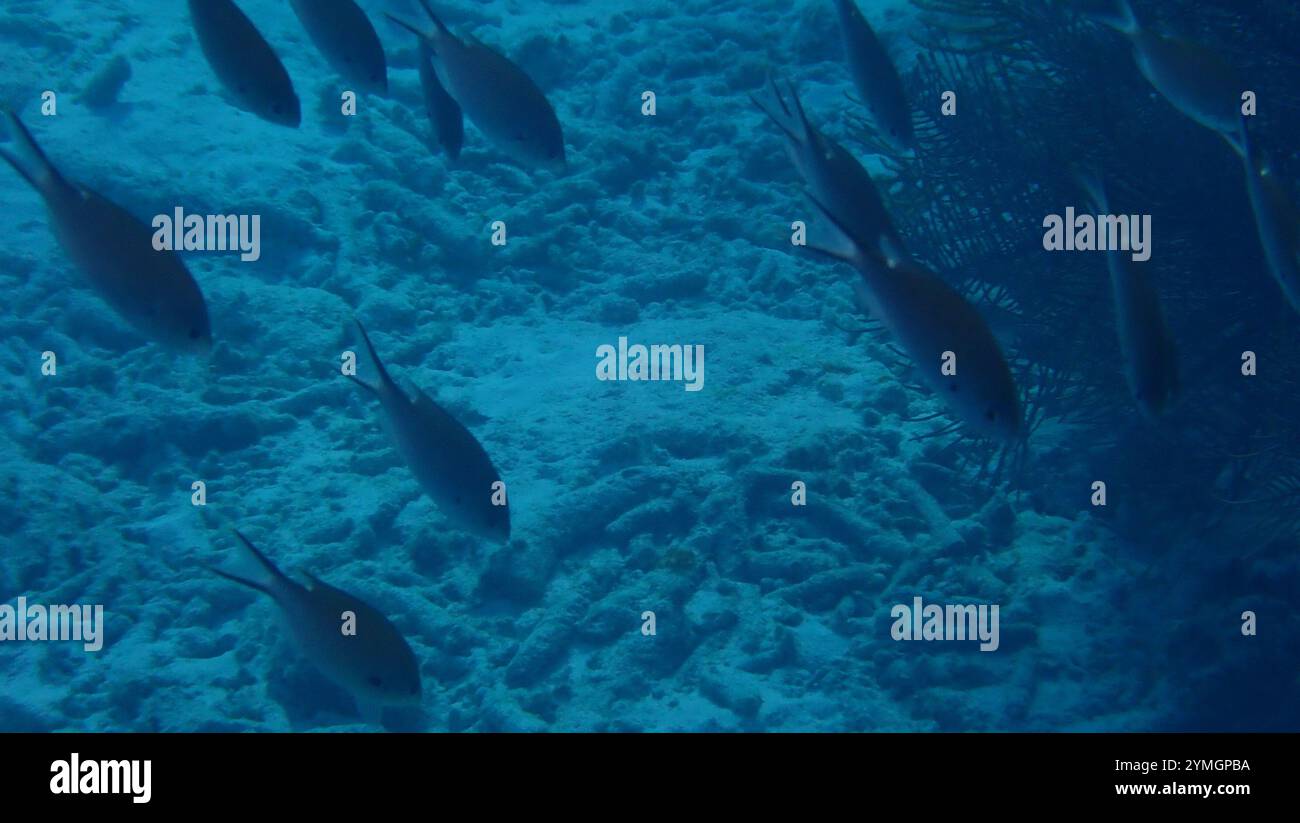 Brown Chromis (Azurina multilineata Stock Photo - Alamy