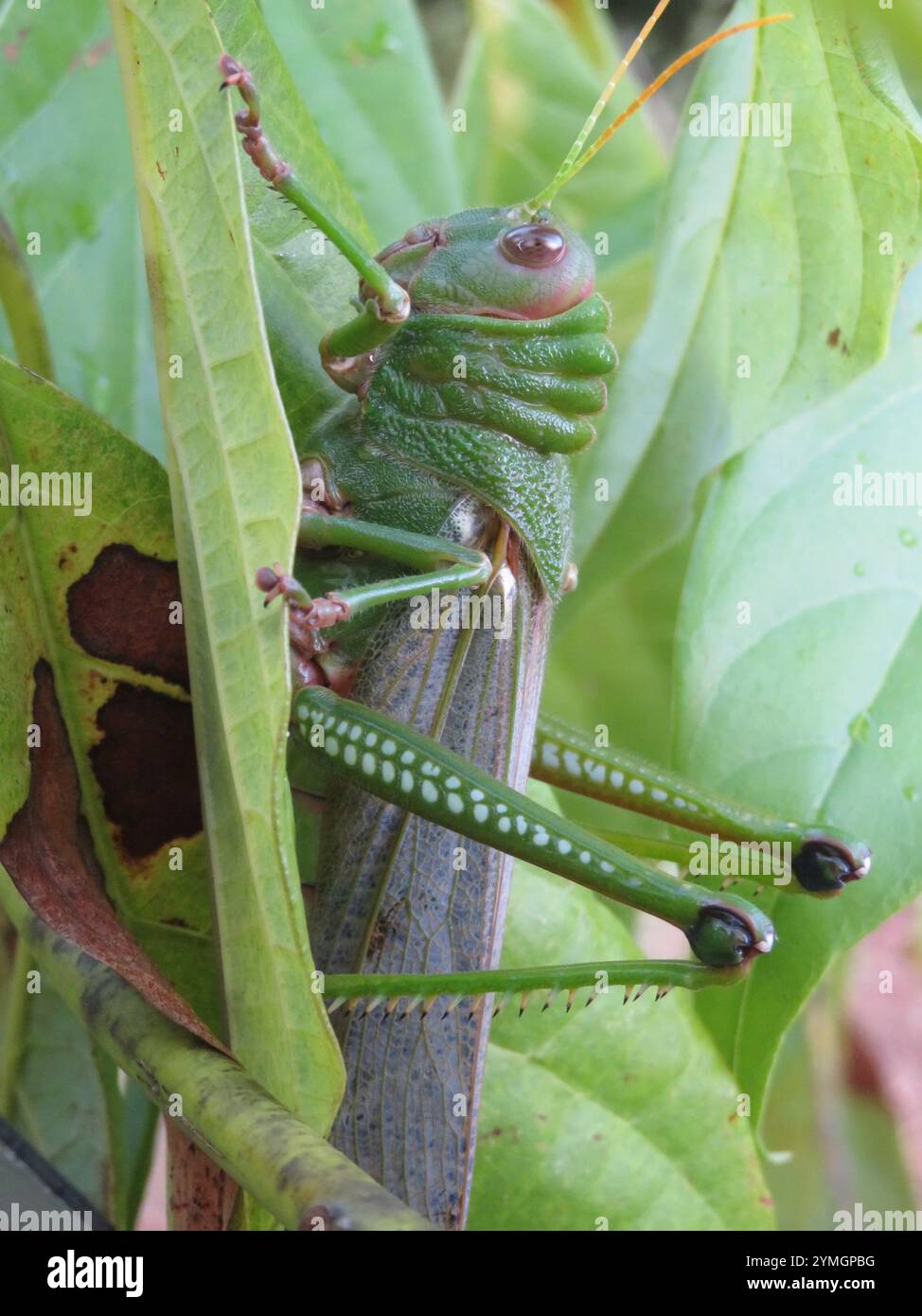 Violet-winged Grasshopper (Tropidacris collaris Stock Photo - Alamy