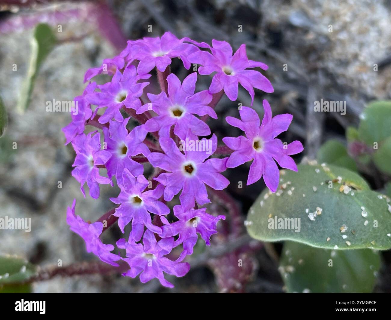 Pink Sand Verbena (Abronia umbellata Stock Photo - Alamy