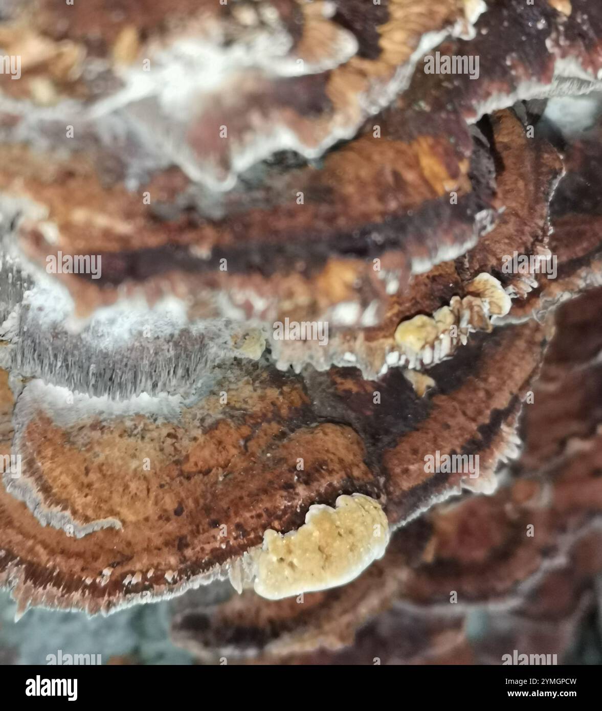 Alder Bracket (Mensularia radiata Stock Photo - Alamy