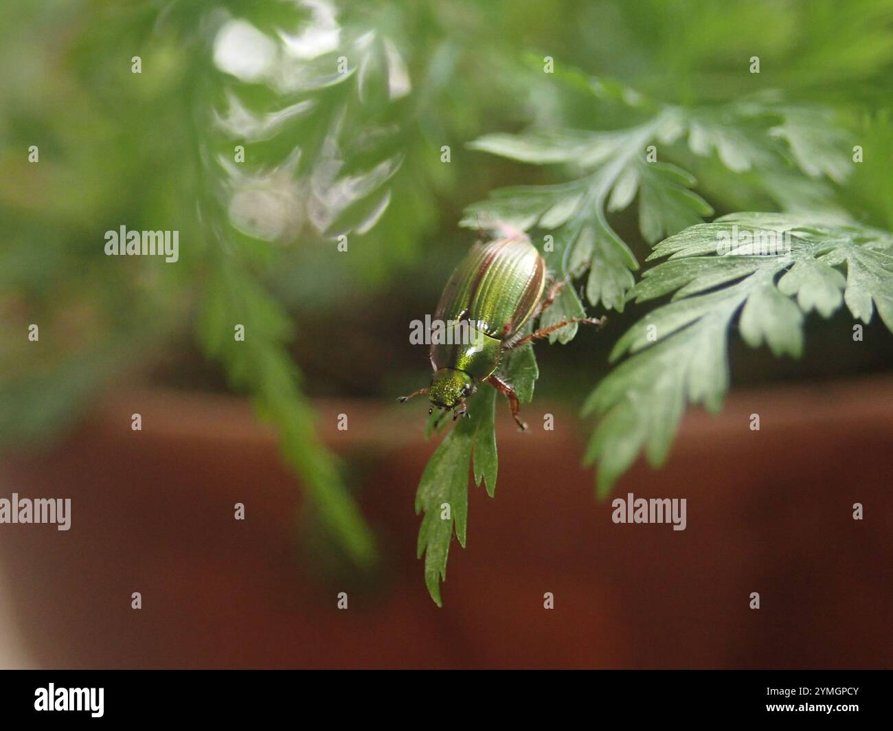 Pyronota hi-res stock photography and images - Alamy