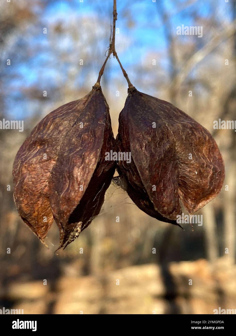 American bladdernut (Staphylea trifolia Stock Photo - Alamy