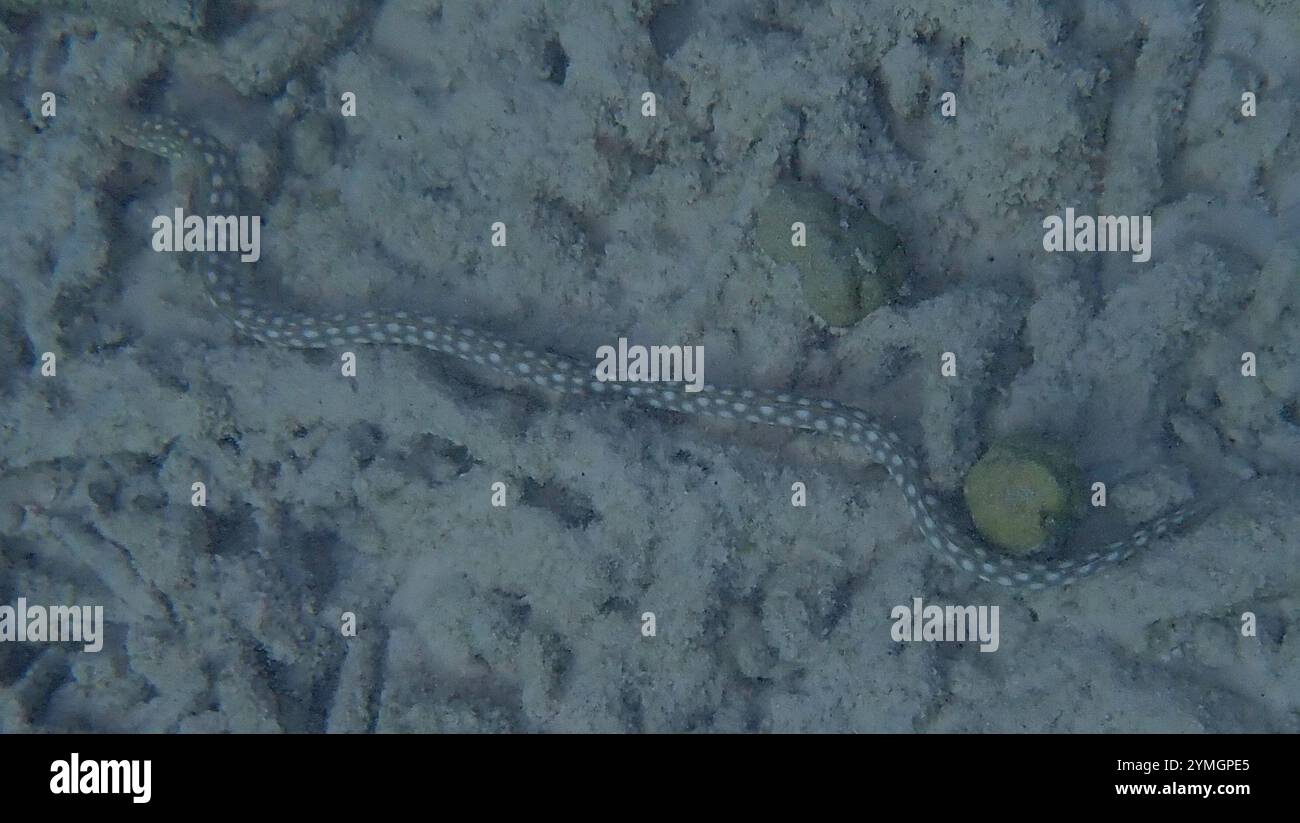 Sharptail Eel (Myrichthys breviceps Stock Photo - Alamy