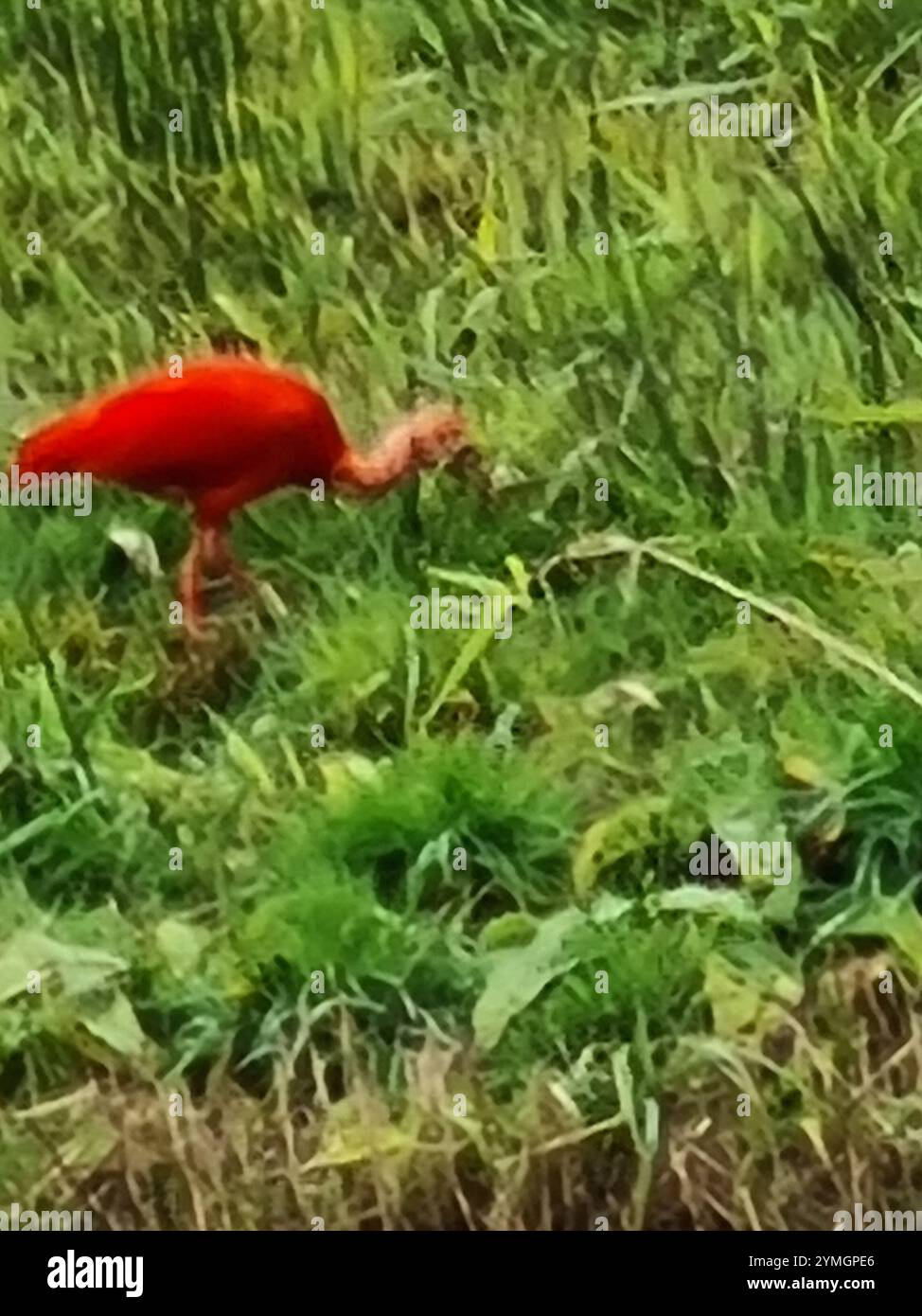 Scarlet Ibis (Eudocimus ruber Stock Photo - Alamy