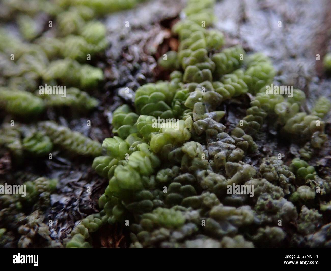 Radula complanata hi-res stock photography and images - Alamy