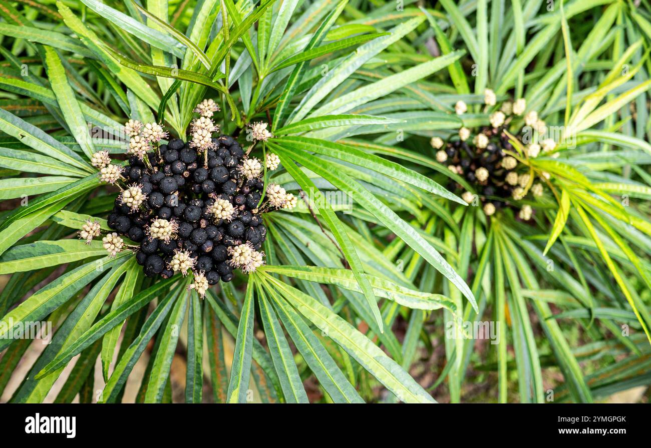 Plants rich green leaves hi-res stock photography and images - Alamy