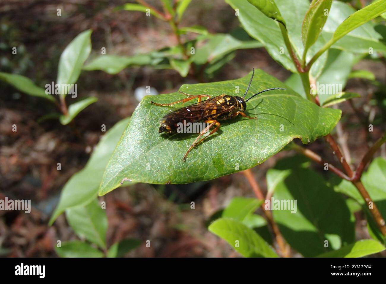 Ants, Bees, Wasps, and Sawflies (Hymenoptera Stock Photo - Alamy