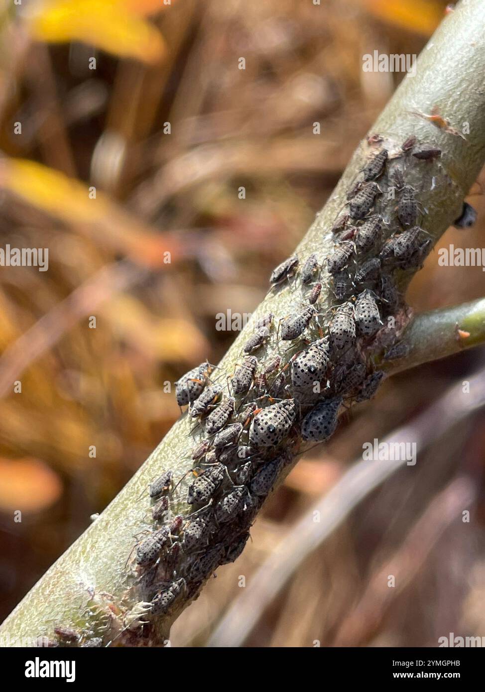 Giant aphid hi-res stock photography and images - Alamy
