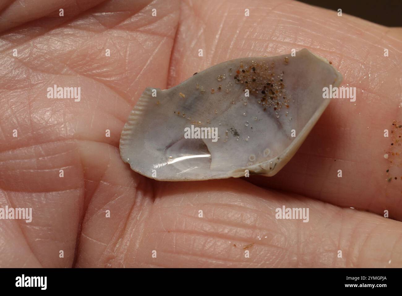 Banded Wedge Shell (Donax vittatus Stock Photo - Alamy