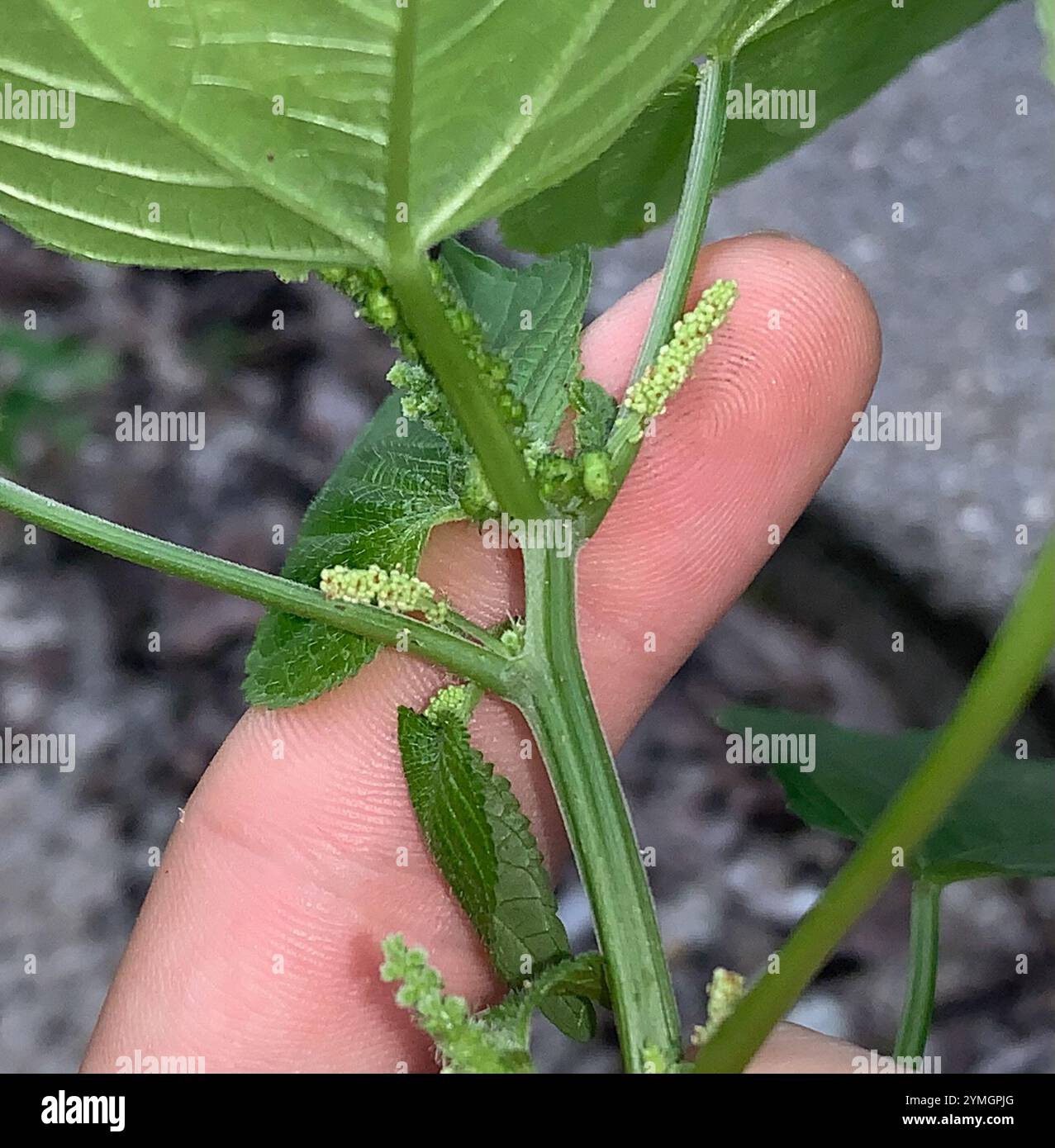 Cuban copperleaf (Acalypha setosa Stock Photo - Alamy