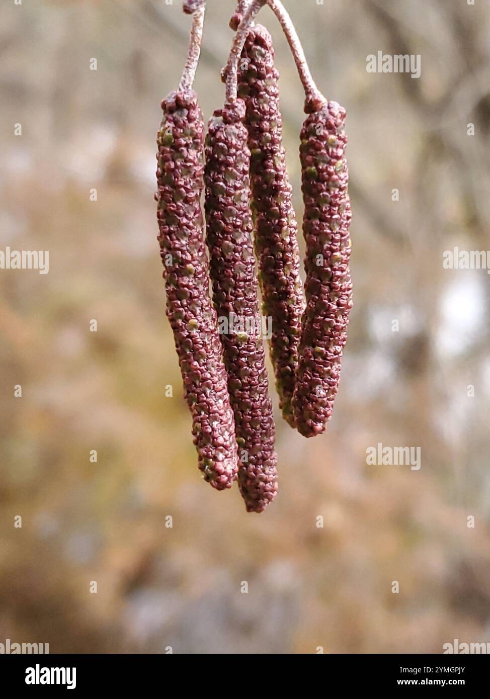 smooth alder (Alnus serrulata Stock Photo - Alamy