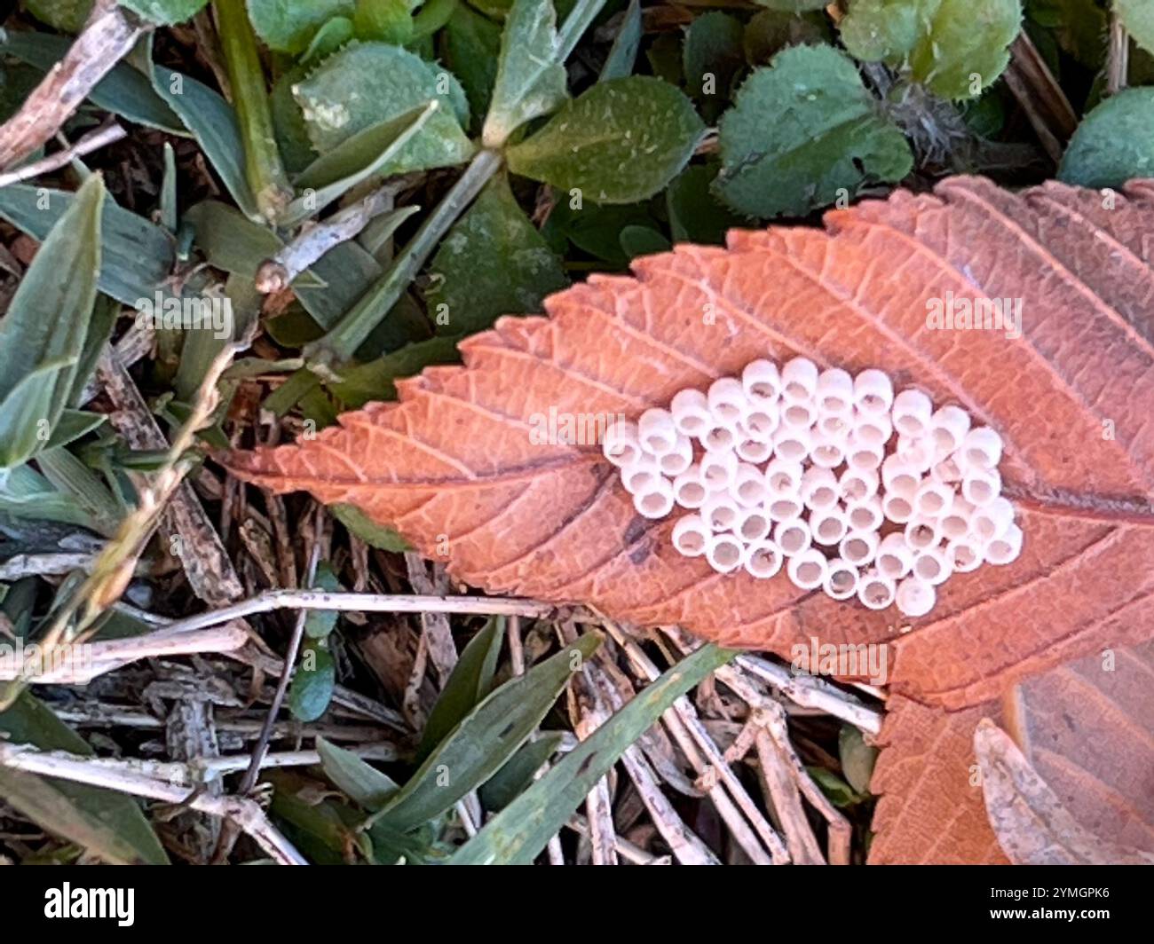True Bugs (Heteroptera Stock Photo - Alamy