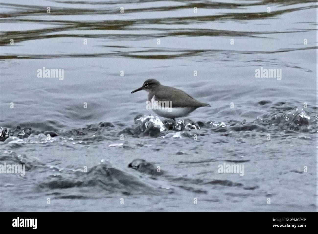 Spotted Sandpiper (Actitis macularius Stock Photo - Alamy