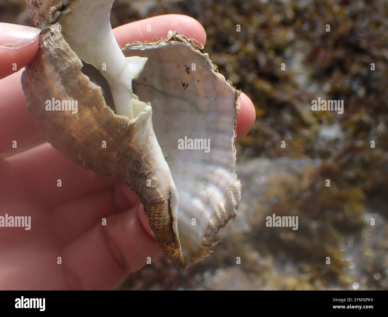 Fusitriton hi-res stock photography and images - Alamy