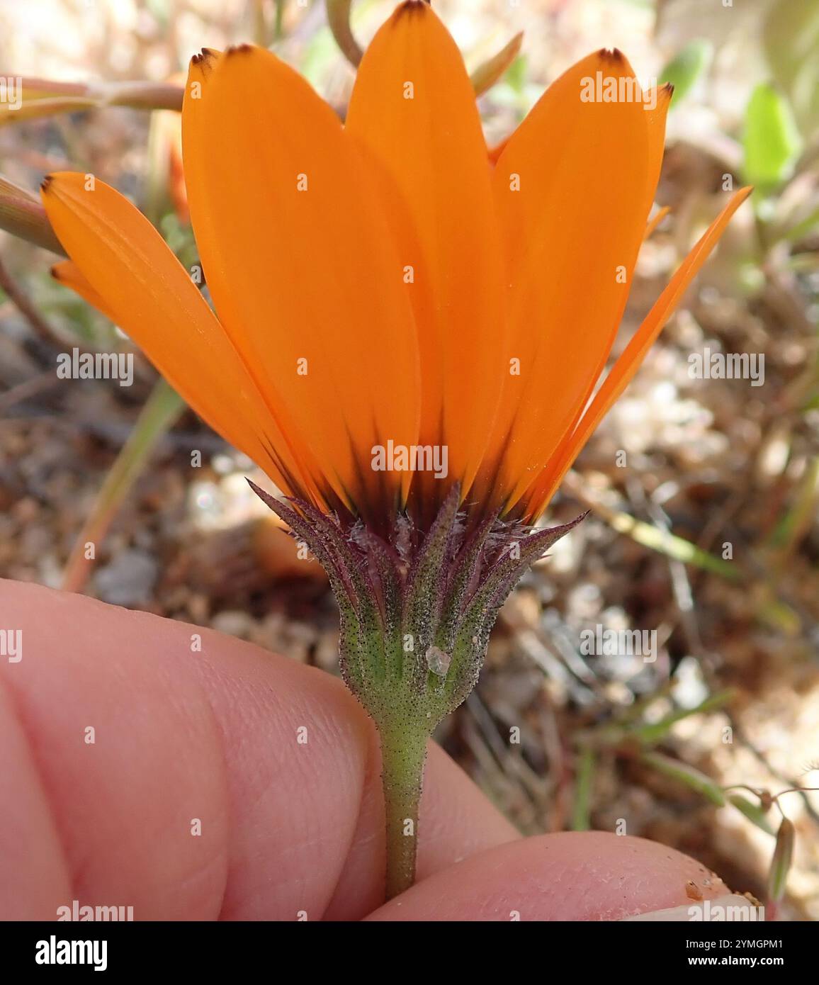 Cape marigold (Dimorphotheca sinuata Stock Photo - Alamy