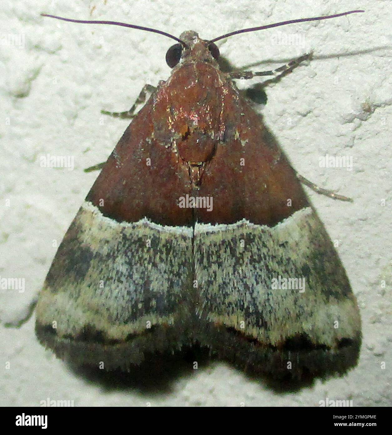 Butterflies and Moths (Lepidoptera Stock Photo - Alamy