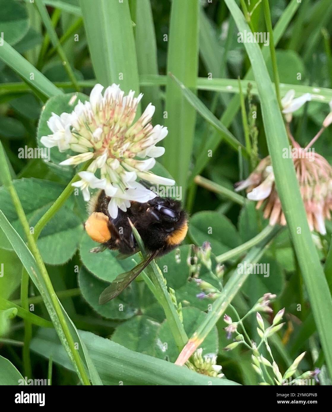 Buff-tailed Bumble Bee (Bombus terrestris Stock Photo - Alamy