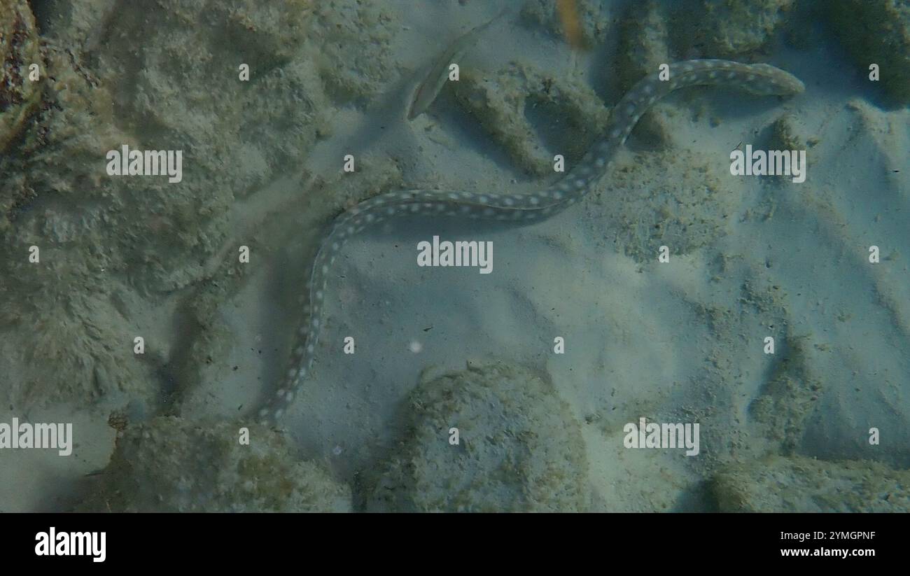 Sharptail Eel (Myrichthys breviceps Stock Photo - Alamy