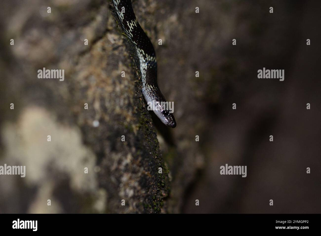 Lycodon travancoricus hi-res stock photography and images - Alamy