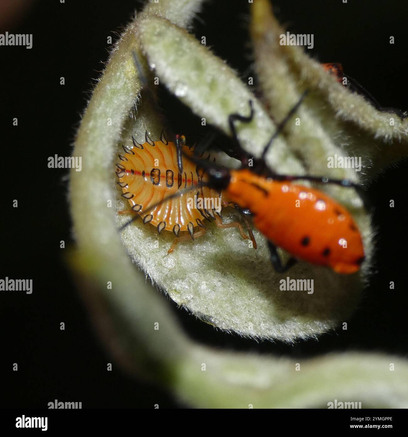Stink Bugs, Shield Bugs, and Allies (Pentatomoidea Stock Photo - Alamy