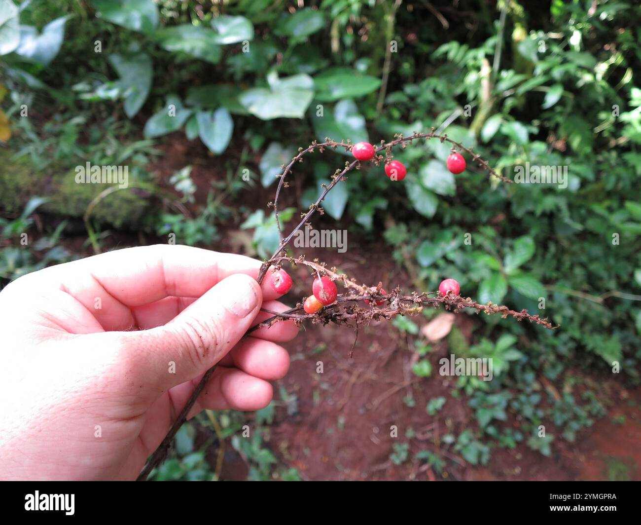 Allophylus hi-res stock photography and images - Alamy