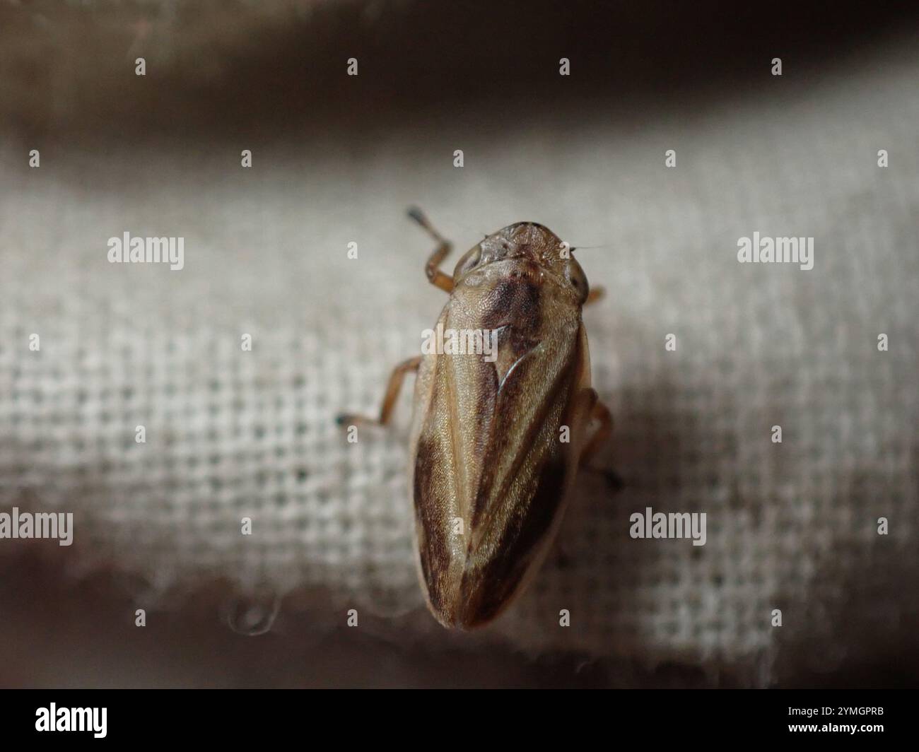 Meadow Spittlebug (Philaenus spumarius Stock Photo - Alamy